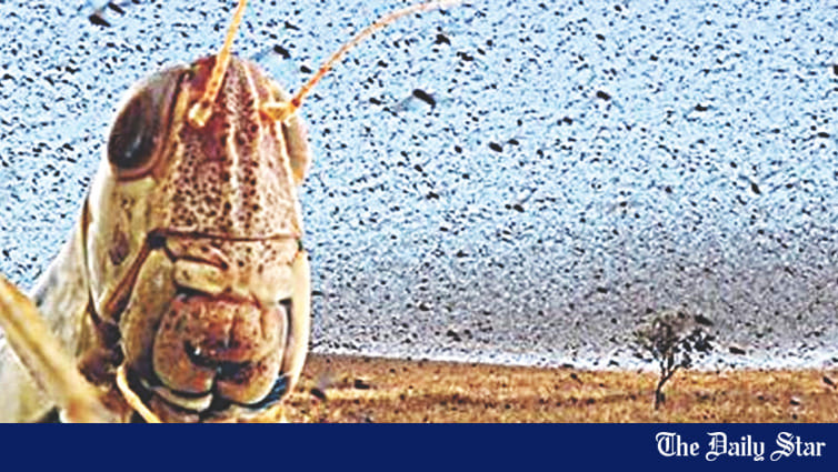 Locust invasion of E Africa | The Daily Star