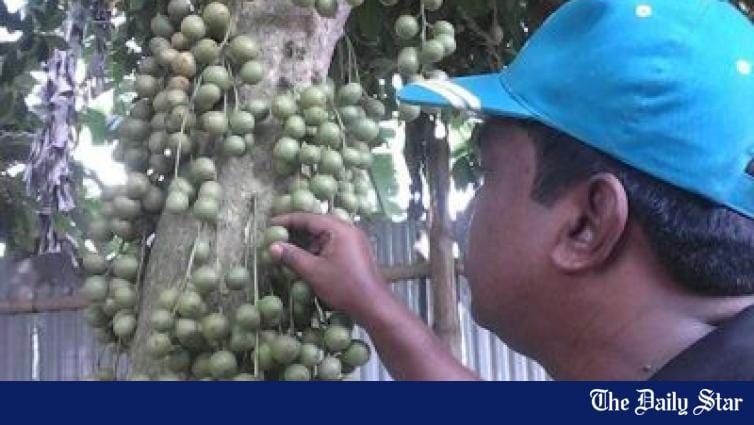 Lotkons a win-win for farmers and consumers | The Daily Star