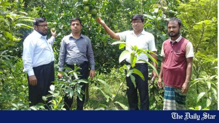 Malta farming sees success in Jashore | The Daily Star