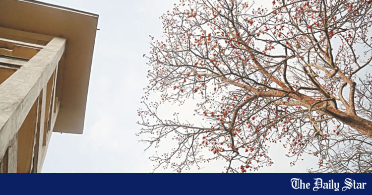 A Very Special Mandar Tree | The Daily Star