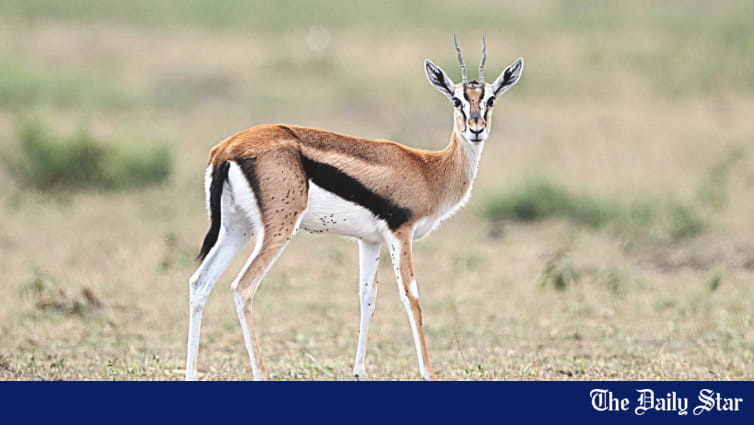 Masai Mara | The Daily Star