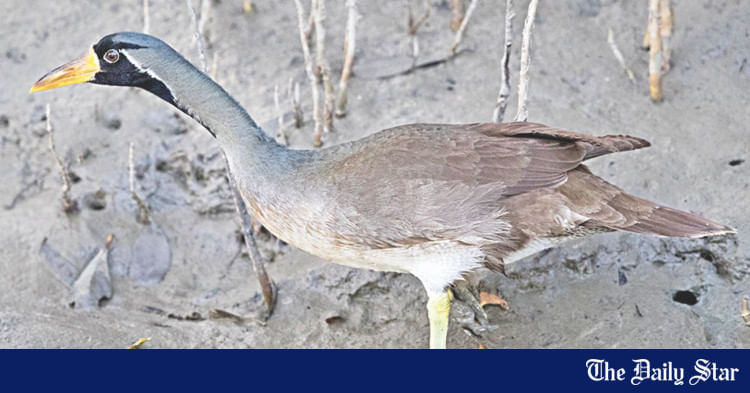 The Masked Finfoot | The Daily Star