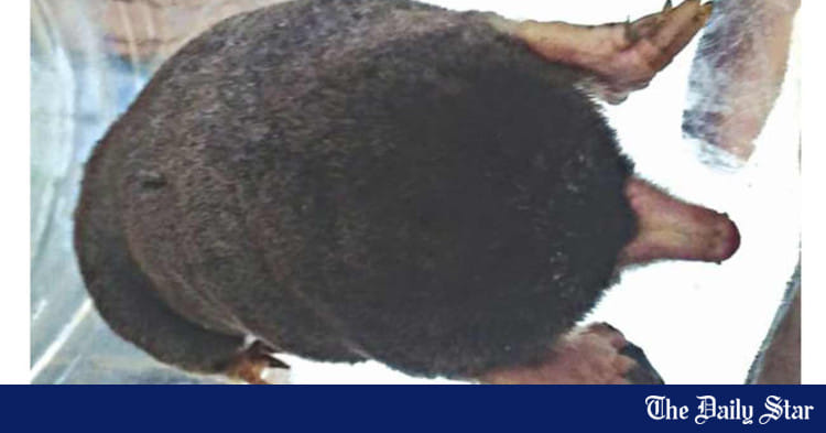 Rare mole rescued in Moulvibazar dies