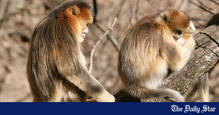 Monkey seen caring for dying mate, grieves after she dies | The Daily Star