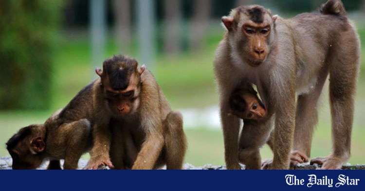 New AIDS drug shields monkeys: Study | The Daily Star