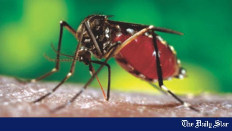 How mosquitoes find their human targets | The Daily Star