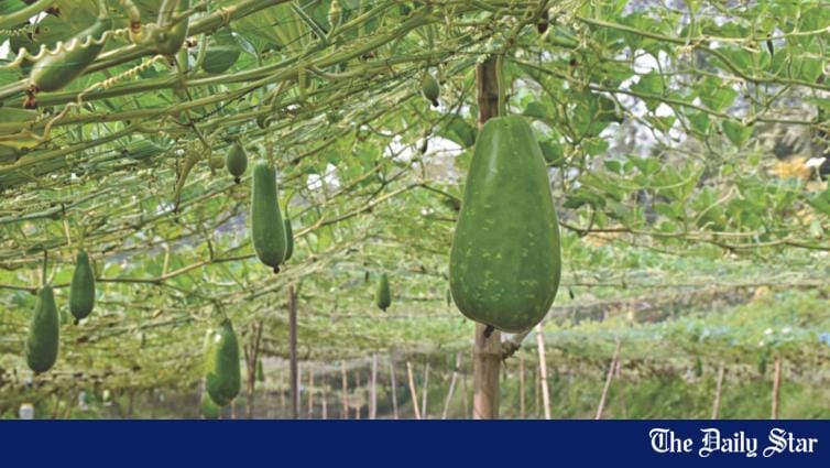 Motor parts trader turns successful farmer | The Daily Star