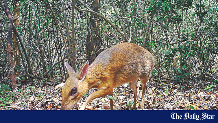 Vietnam mouse deer rediscovered | The Daily Star