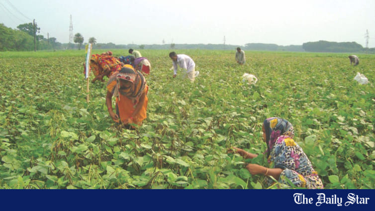 Expansion of mung bean farming supports rural women | The Daily Star