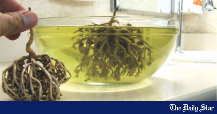 The flower maryam comes with | The Daily Star