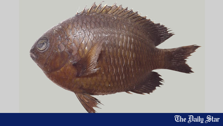 Bangladeshi researchers find new-to-science species of fish around St ...