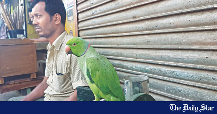 The parrot card readers of Mirpur | The Daily Star