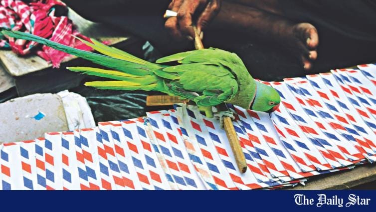 Parroting Predictions | The Daily Star