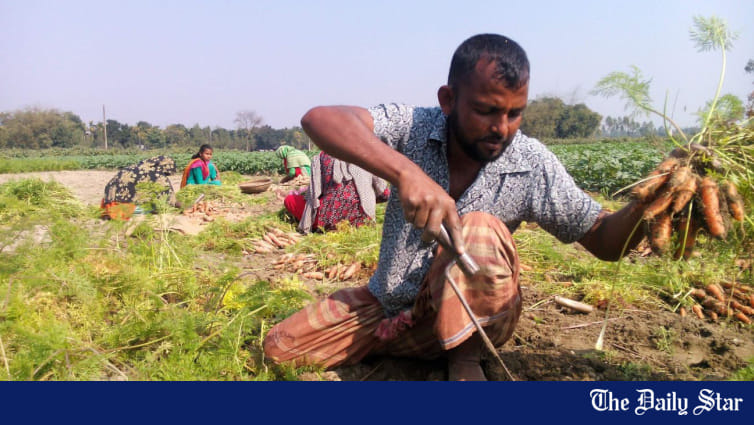 Plough pan hits crops | The Daily Star