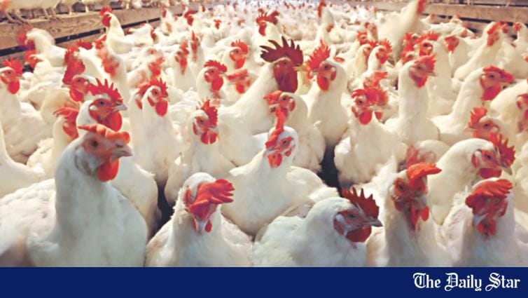 Good farm management practices to reduce production cost of poultry ...
