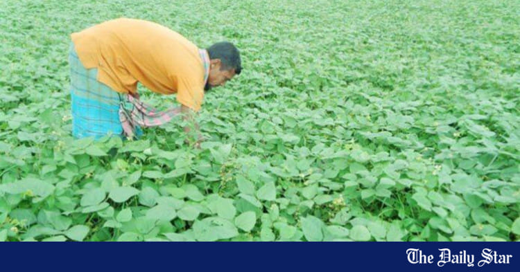 Pulse farming sees rise in Chowgachha | The Daily Star