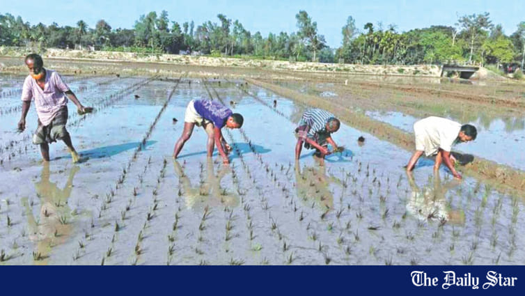 Vitamin rich purple paddy sees success | The Daily Star