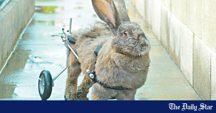 Rabbit on a wheelchair | The Daily Star