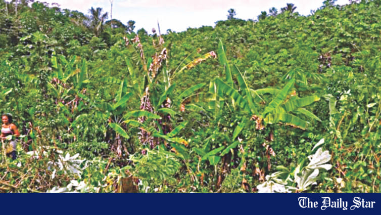 Rainforest vanishing | The Daily Star
