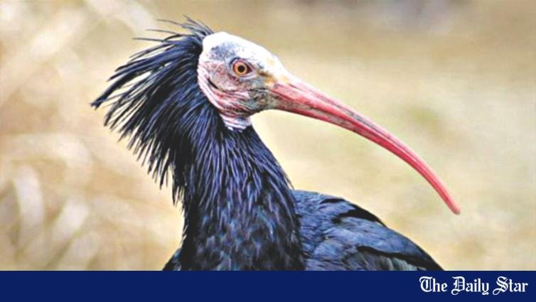 Rare bird threatened by Islamic State | The Daily Star