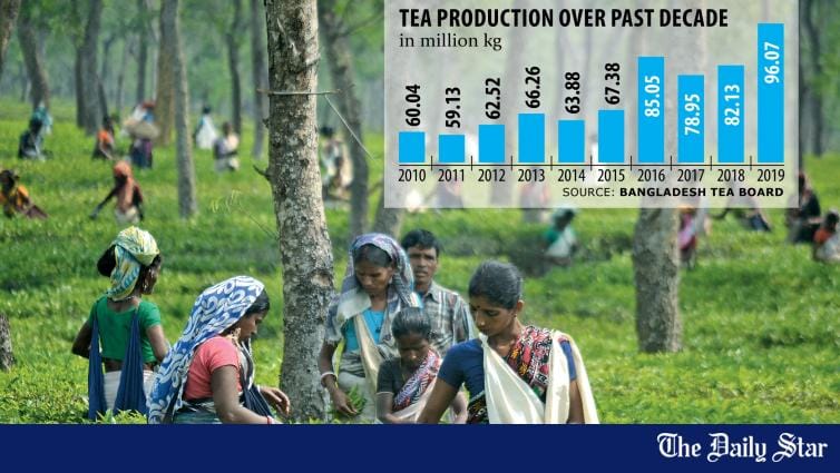 Bangladesh records in tea production in 2019 | The Daily Star