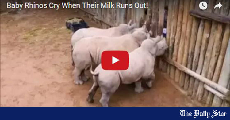 [WATCH] Orphan rhinos cry after finishing milk | The Daily Star