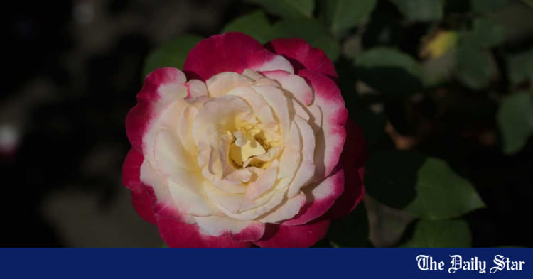 ROSE GARDENING 101 | The Daily Star
