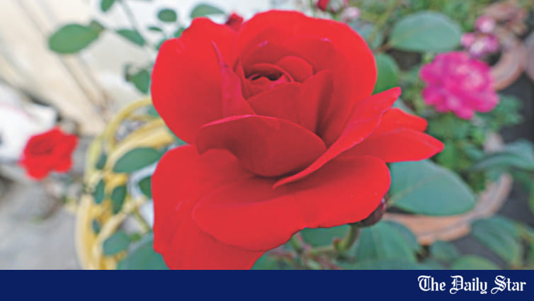 The saga of roses | The Daily Star