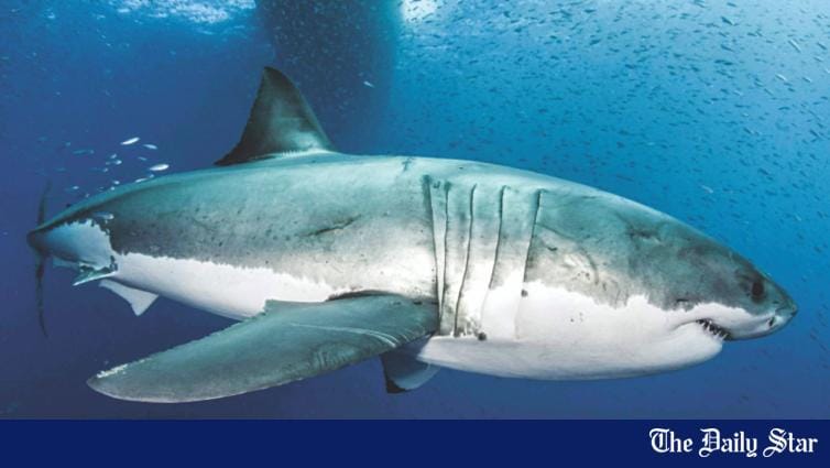The real Jaws | The Daily Star