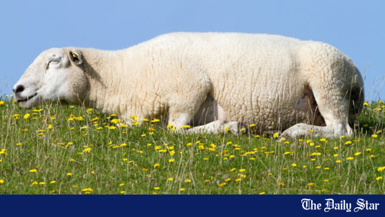 Stoned sheep go on 'psychotic rampage' after eating cannabis | The ...