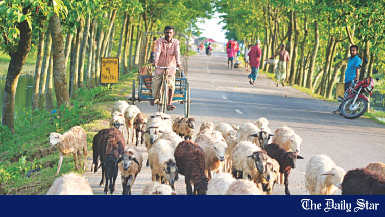 The miraculous journey of a sheep herder