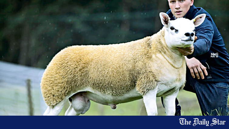 World’s most expensive sheep sold in Scotland | The Daily Star