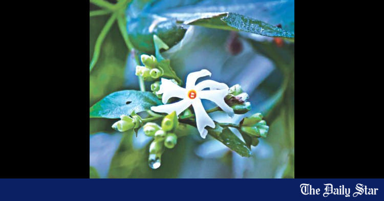 The Sense of Smell | The Daily Star