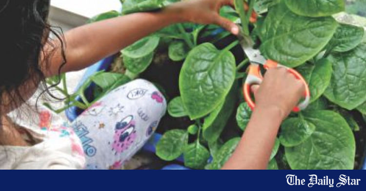 Siyara – the new age planter | The Daily Star