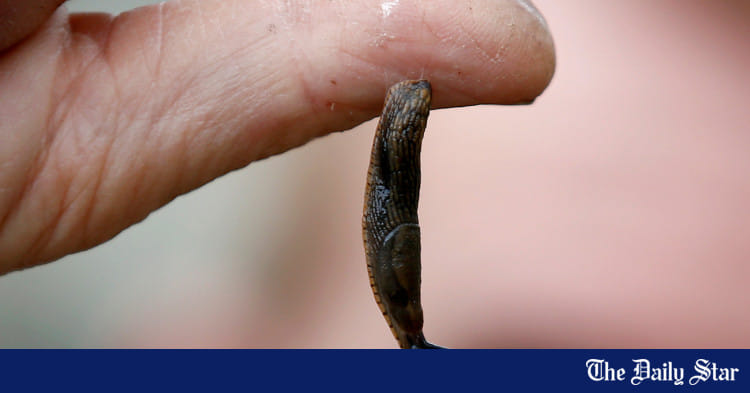 Slug slime inspires new kind of surgical glue