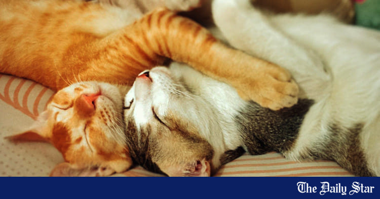 [Watch] This is Sparta, Cat! | The Daily Star