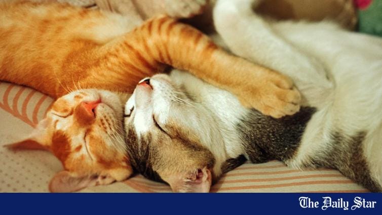 [Watch] This is Sparta, Cat! | The Daily Star