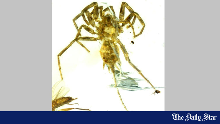 100 million-year-old spider with a tail found trapped in amber | The ...
