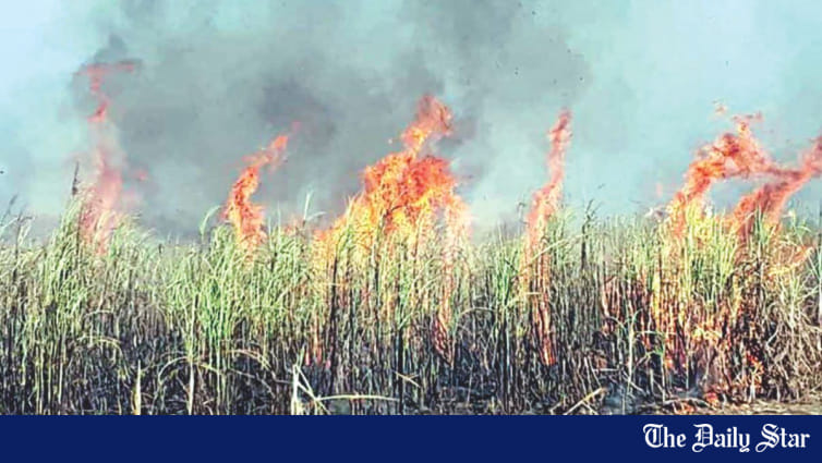Mysterious fires affect sugar production | The Daily Star