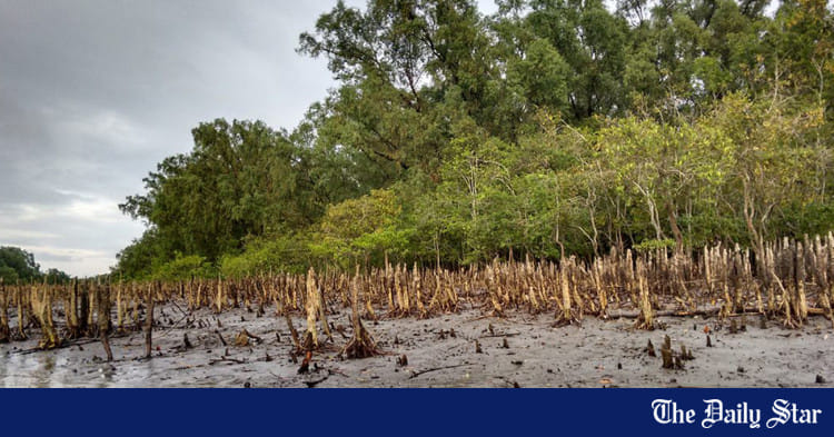 Sundarbans robbers’ surrender stayed on bad weather | The Daily Star