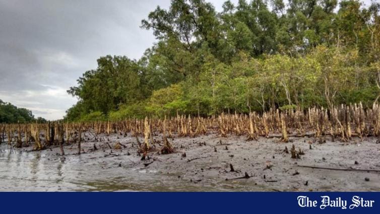 11 sued over Apr 27 Sundarbans fire | The Daily Star