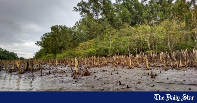Probe body finds 6 responsible for Sundarbans fire | The Daily Star