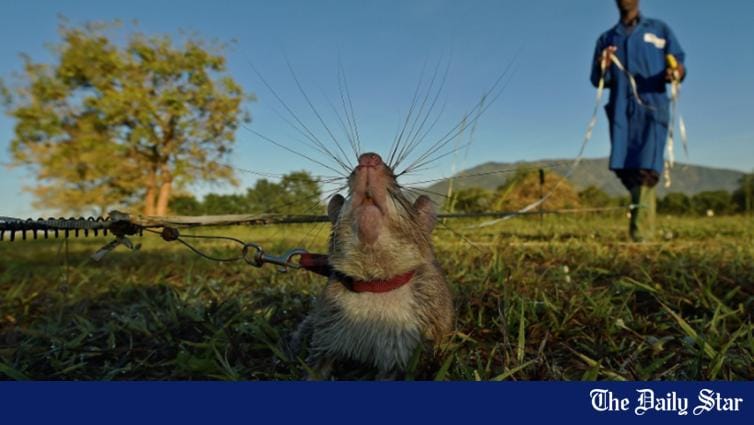 Tanzanian rats with nose for trouble train to save lives | The Daily Star