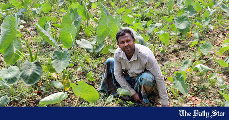 The many benefits of taro root | The Daily Star