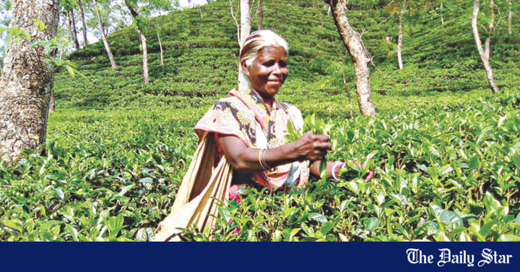 Tea workers: Poorest of the poor | The Daily Star