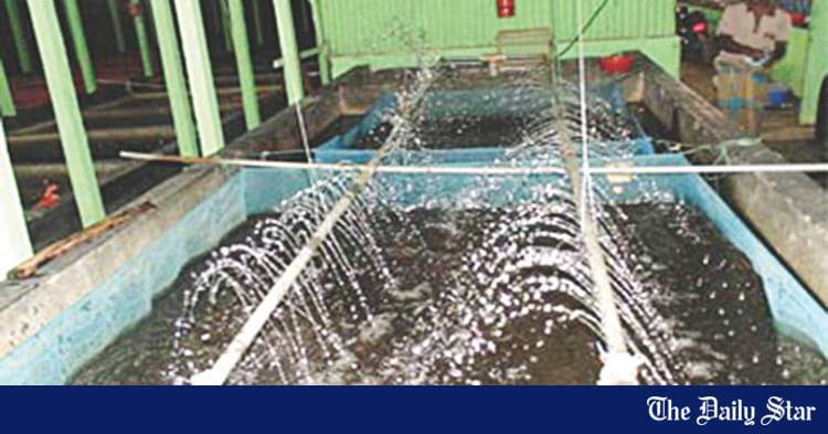 Fish farming brings smile to Halim | The Daily Star