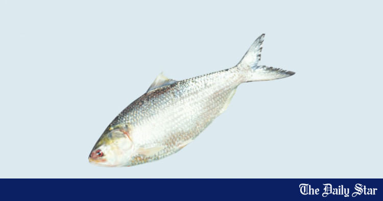 Thoughts of a Hilsha | The Daily Star