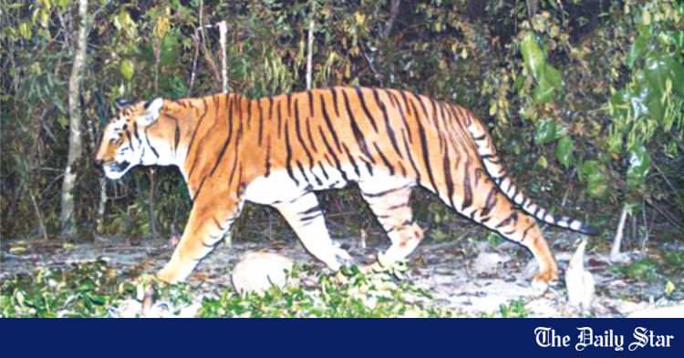 Bangladesh Royal Bengal Tiger number rises by eight in 3 years