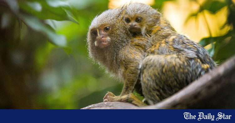 World’s tiniest monkey born in England | The Daily Star