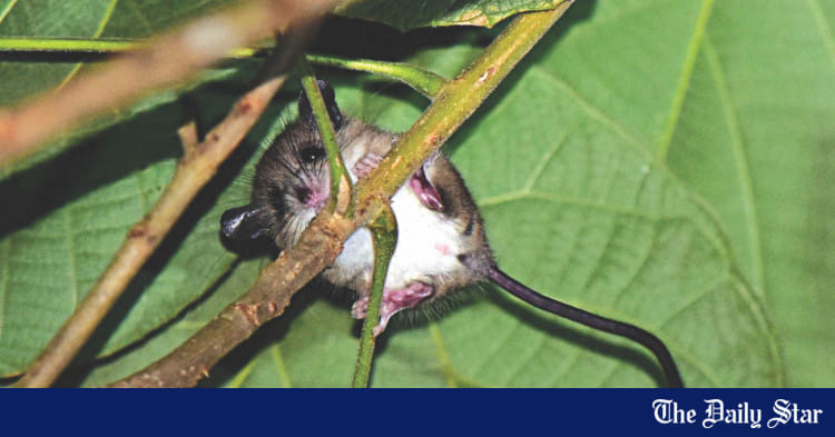 A New Mouse | The Daily Star